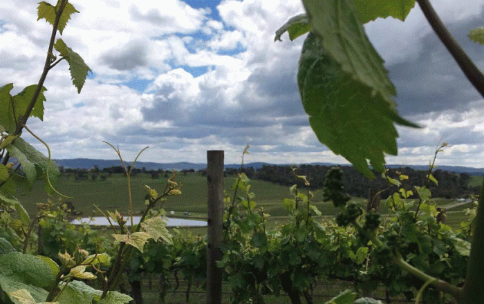 Discovering Victoria’s Best Wine Regions One Weekend at a Time